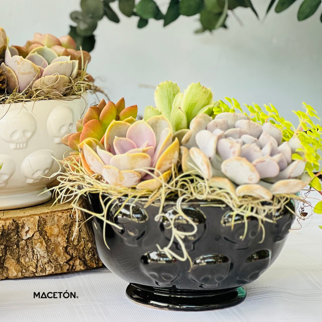 Macetón – maceton.com.mx