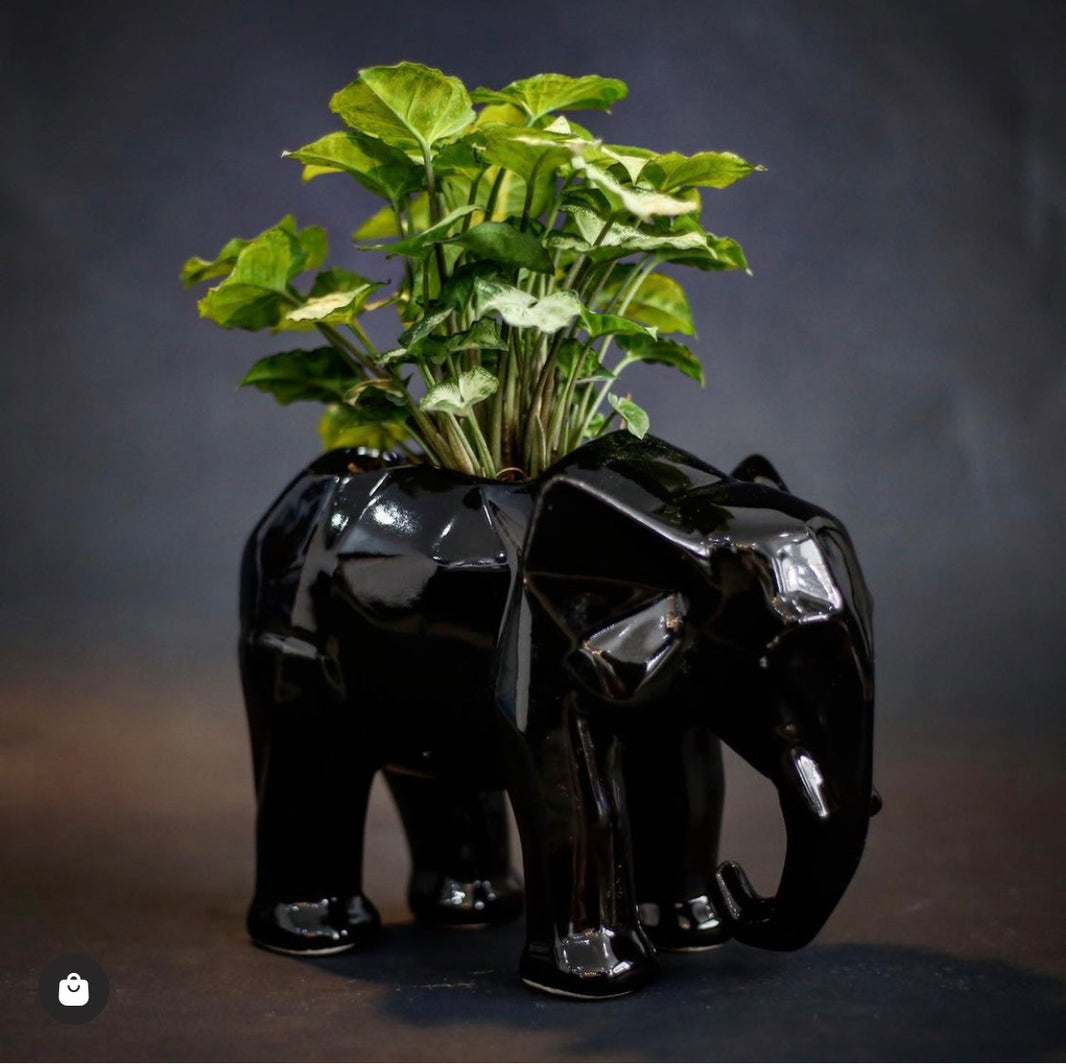 Macetón – maceton.com.mx