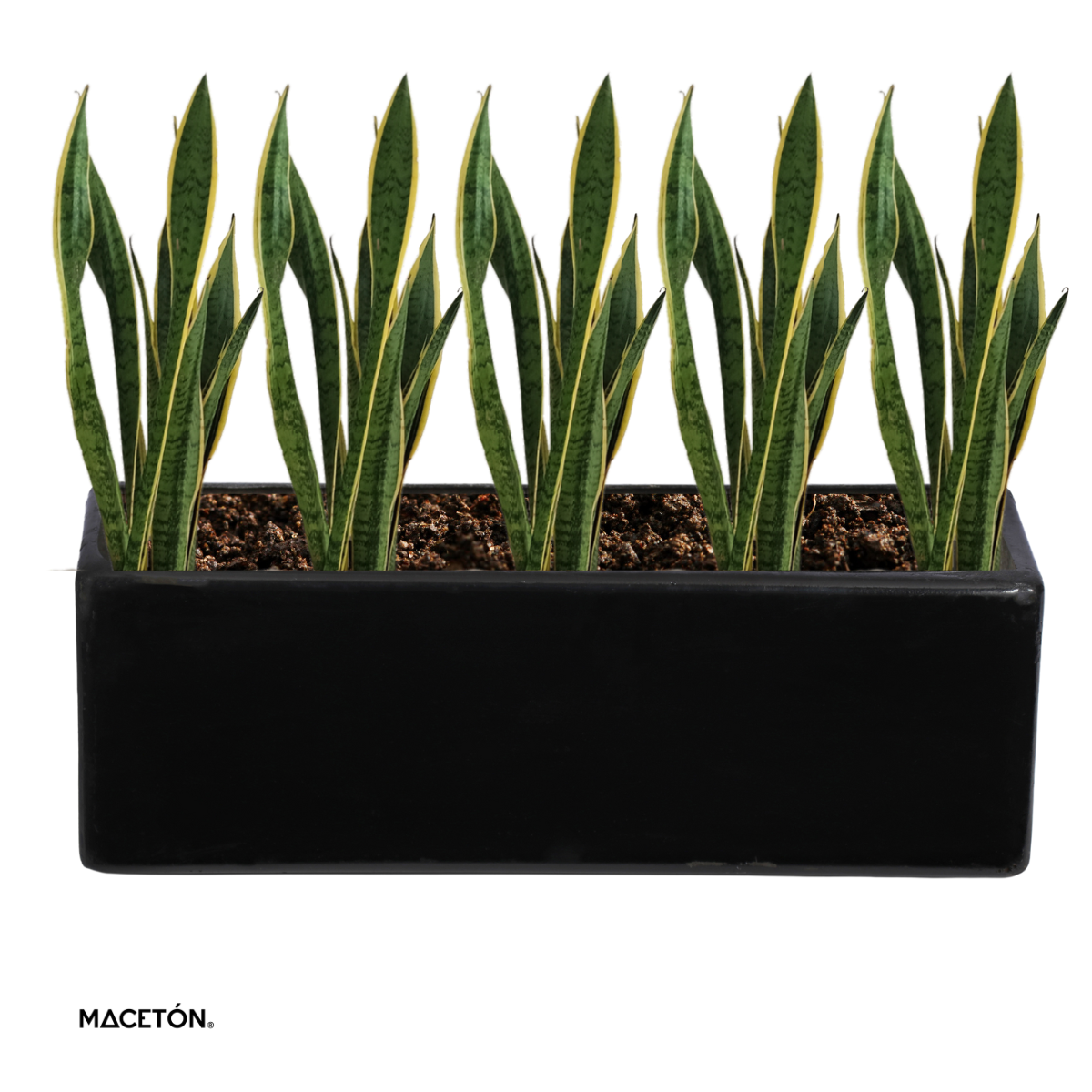 Macetón – maceton.com.mx